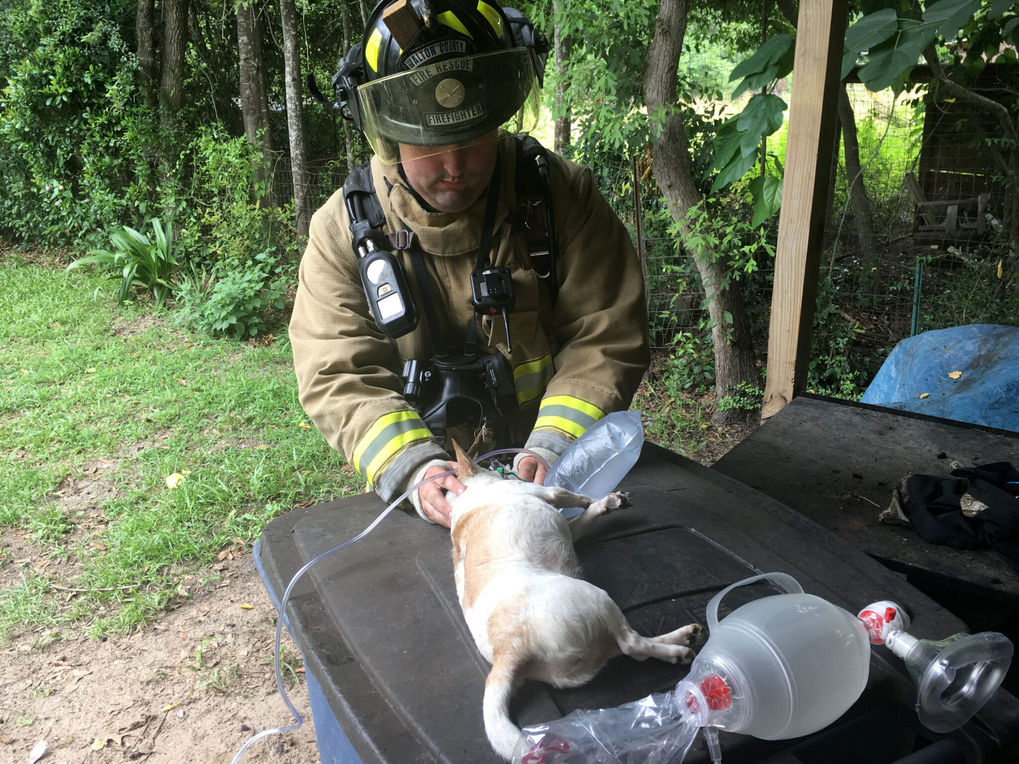 FIREFIGHTERS SAVE FIVE FAMILY PETS IN STRUCTURE FIRE | Walton County ...